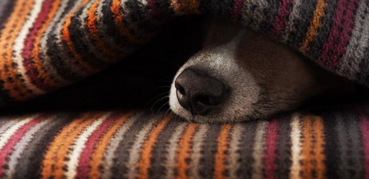 Keeping Your Pet Warm in Winter - Grange Co-op