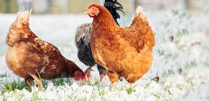 Preparing Backyard Flocks for Winter - Grange Co-op