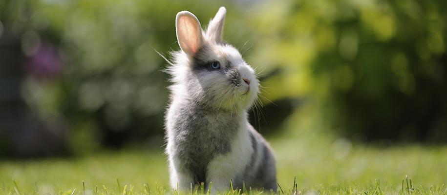 Preparing Your Home For A New Rabbit - Grange Co-op