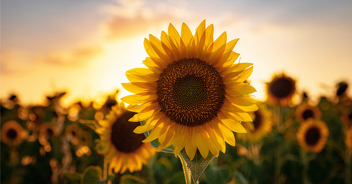 Sunflower: Sow and Grow Guide - Grange Co-op