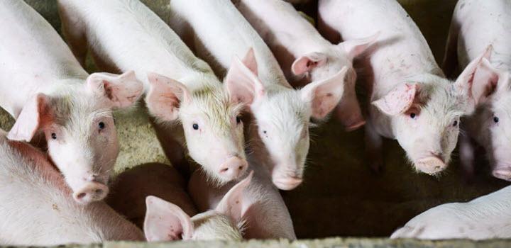 Veterinary Feed Directive (VFD) FAQ - Grange Co-op