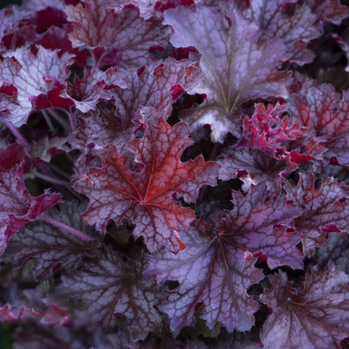 Heuchera Ruby Tuesday - 1 Gallon - Grange Co-op