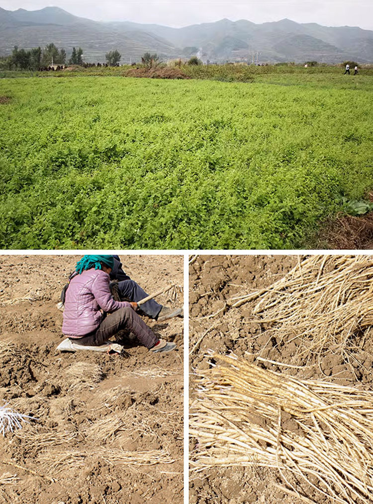 Dang Shen Codonopsis Root Extract Powder 50:1 - Dragon Tea House