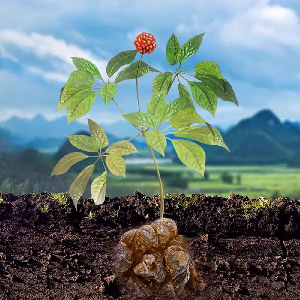 Radix Panax Notoginseng Sanqi Extract Powder 50:1 - Dragon Tea House