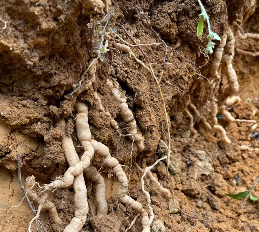 Ba Ji Tian Morinda Officinalis Root Extract Powder 50:1 - Dragon Tea House