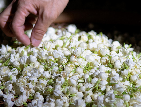 Gold Medal Prize Jasmine Longhao Perfect Blend Green Tea - Dragon Tea House