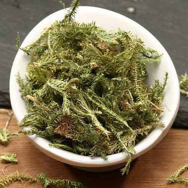 Organic Shen Jin Cao Japanese Club Moss Lycopodium Chinese Stretch ...