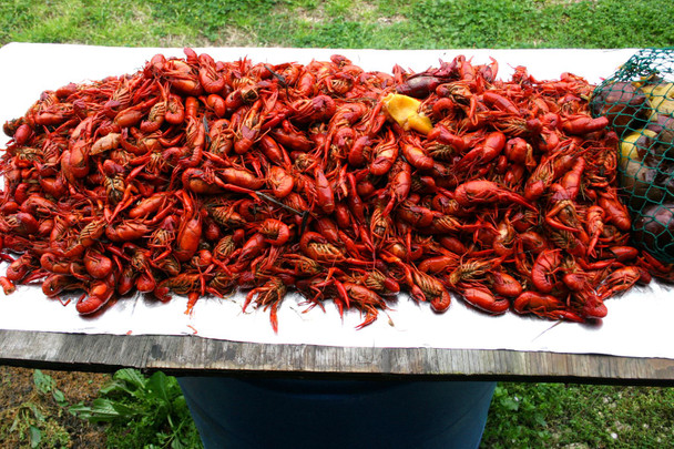 Let's Learn About What You’ll Need to Boil Crawfish - Creole Foods of ...