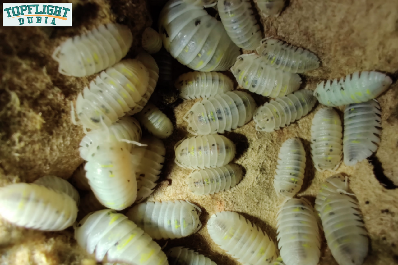 Care Guide: Magic Potion Isopods - TopFlight Dubia