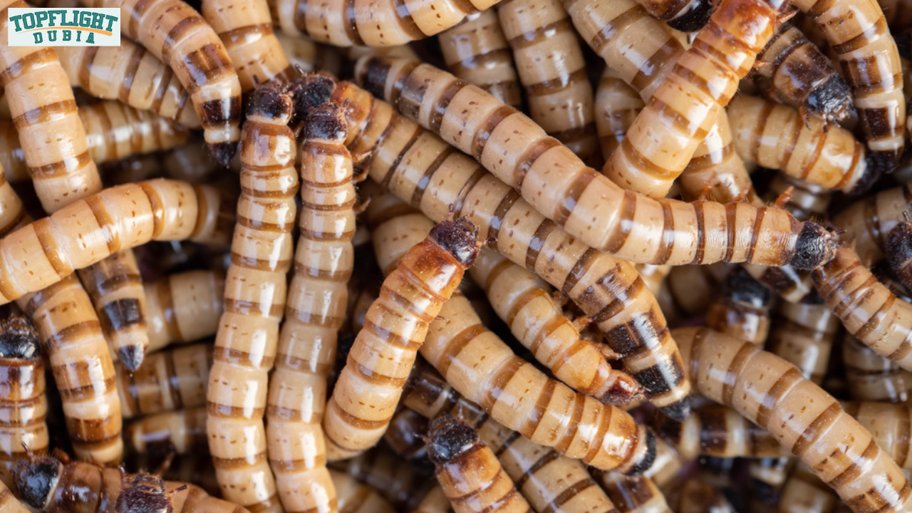 A Step By Step Guide To Superworm Breeding - TopFlight Dubia