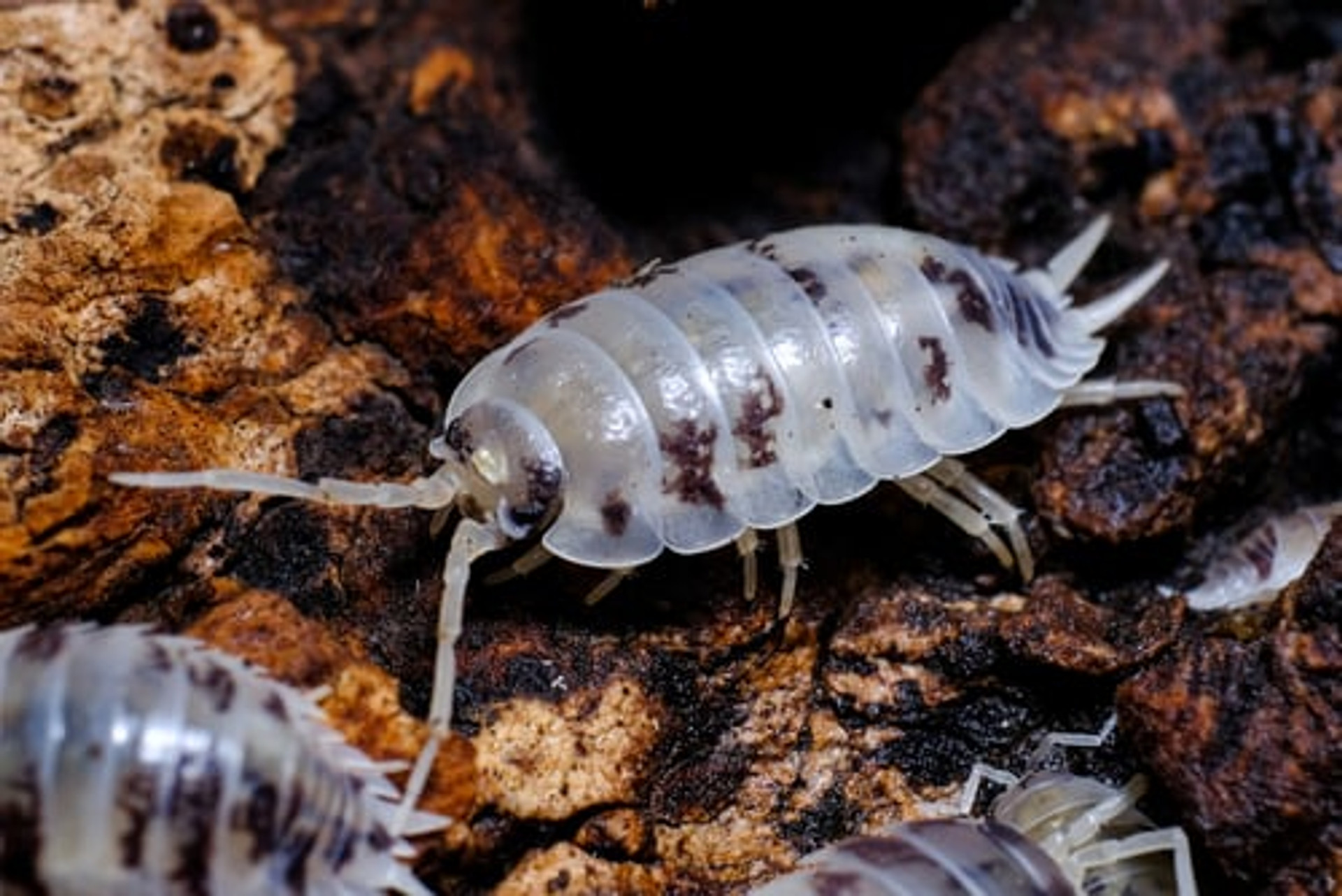 Dairy Cow Isopods - TopFlight Dubia