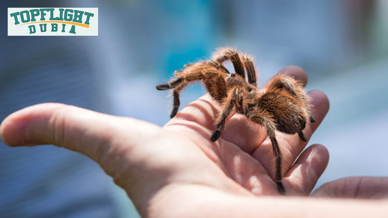 Chilean Rose Tarantula: Pet Care Guide by TopFlight Dubia - TopFlight Dubia