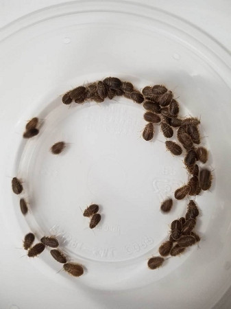 50,000 Extra Small Dubia Roaches - Supreme Bulk Deal