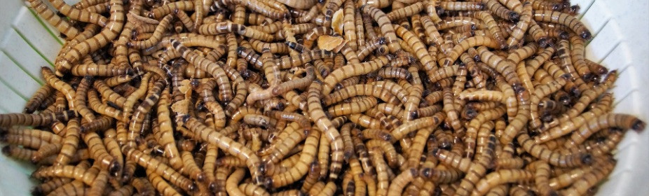 Superworm Breeding: Step-by-Step Guide - TopFlight Dubia
