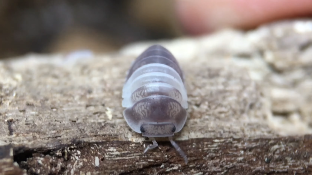 Panda King Isopods: Everything You Need to Know - TopFlight Dubia