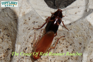 Red Runner Roaches: The Complex Turkestan Cockroaches - TopFlight Dubia