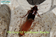 Red Runner Roaches: The Complex Turkestan Cockroaches - TopFlight Dubia
