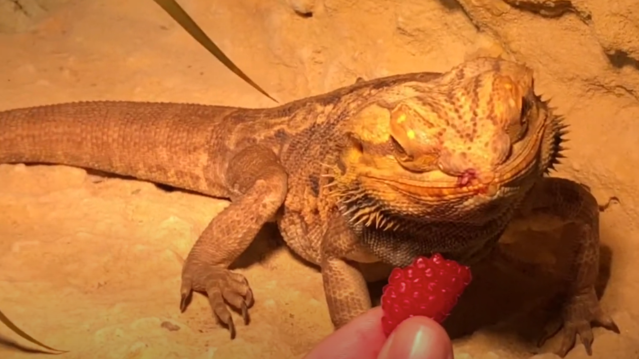 Can Bearded Dragons Eat Raspberries? - TopFlight Dubia
