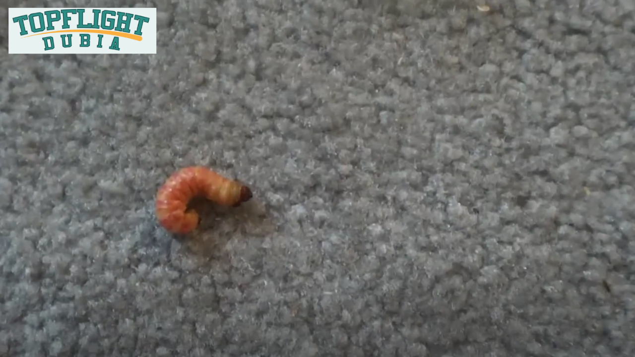 Butterworms: TopFlight Dubia’s Detailed Guide[2025 Edition] - TopFlight ...