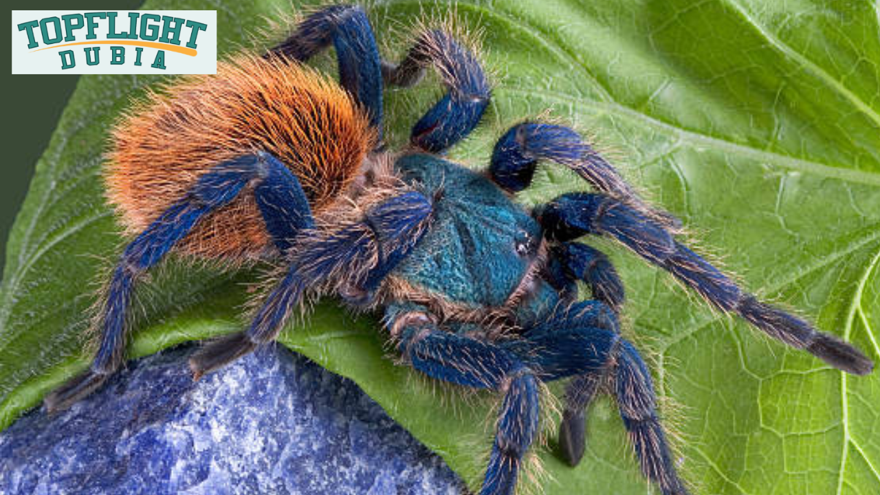 Cobalt Blue Tarantula Bite Cobalt Blue Tarantula Haplopelma Lividum