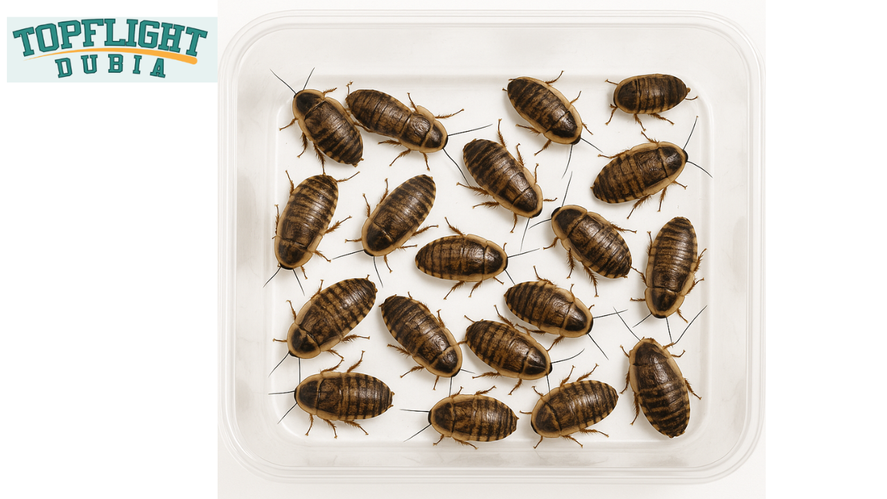 How Long Do Dubia Roaches Last in Their Container - TopFlight Dubia