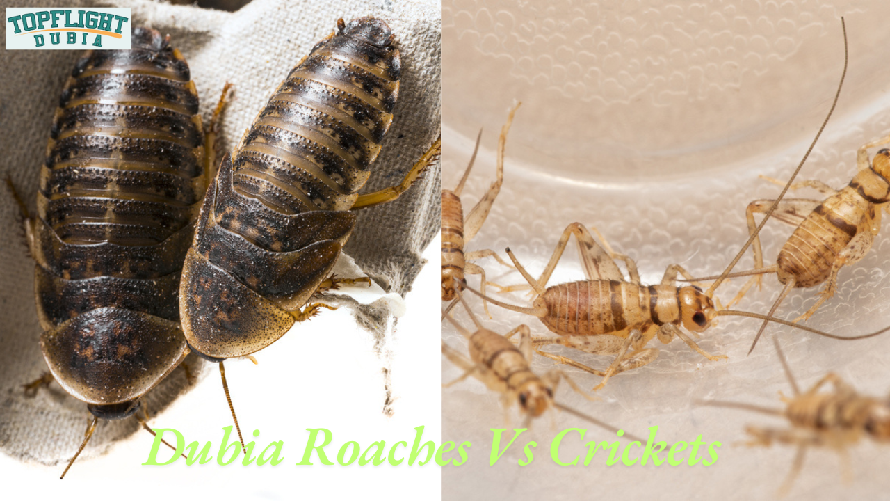 The Pet Lover Debate: Dubia Roaches Vs. Crickets - TopFlight Dubia