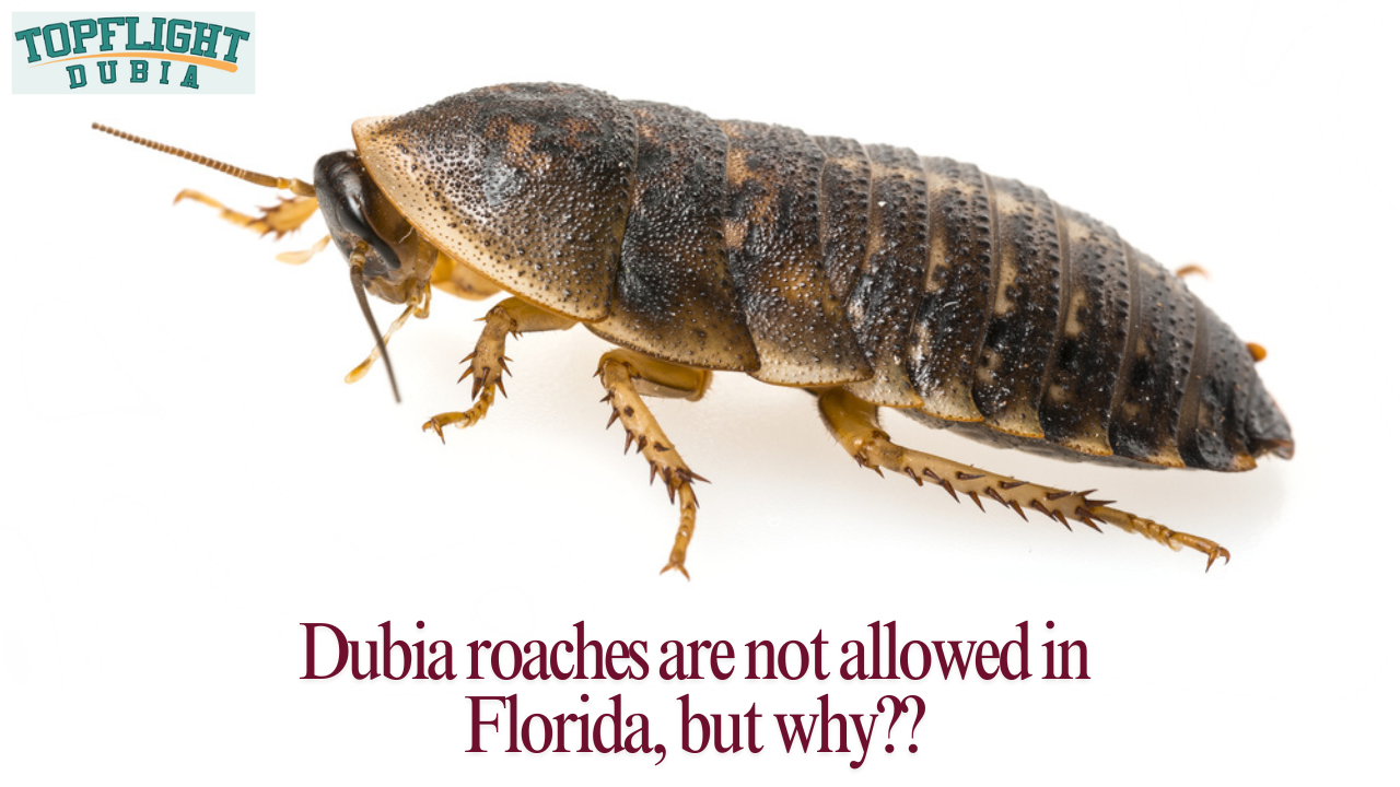 Why Are Dubia Roaches Illegal in Florida? - TopFlight Dubia