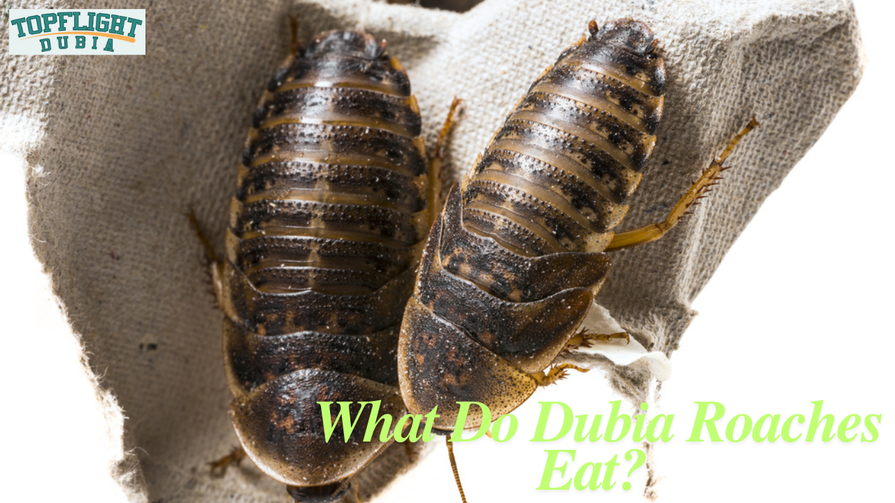 Dubia Roaches Diet Plan - TopFlight Dubia