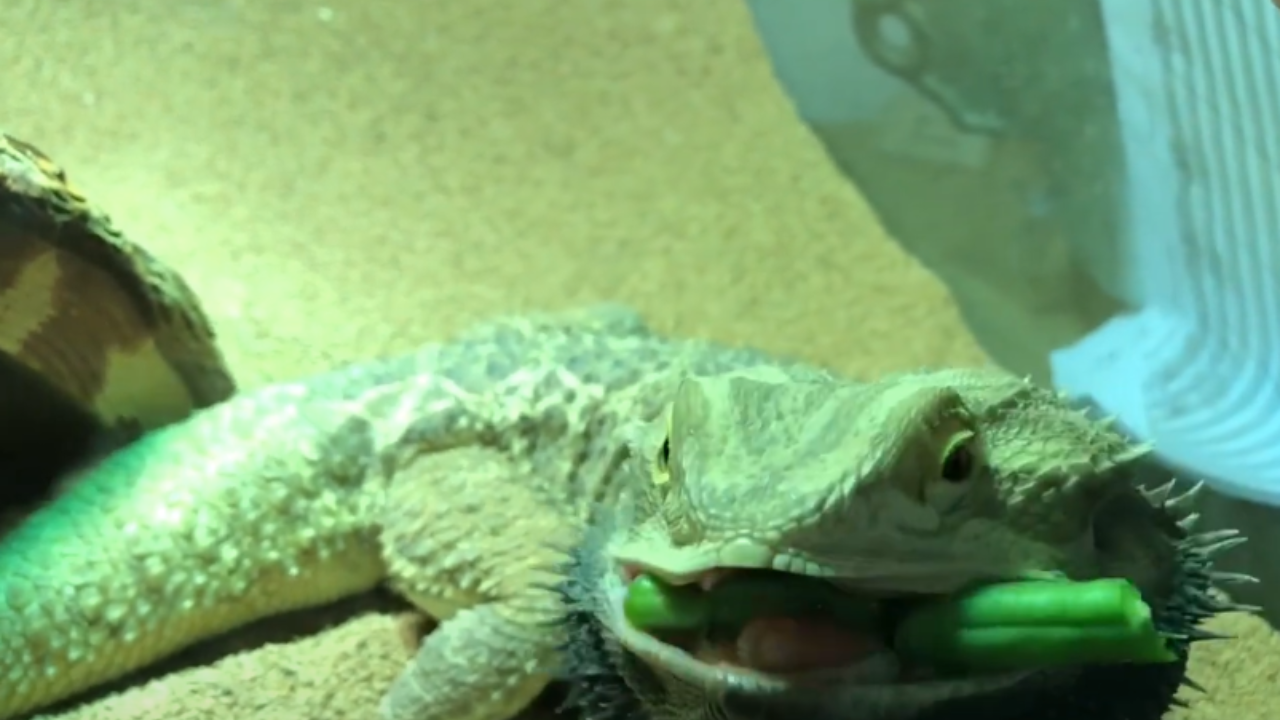 Can Bearded Dragons Eat Green Beans? - TopFlight Dubia