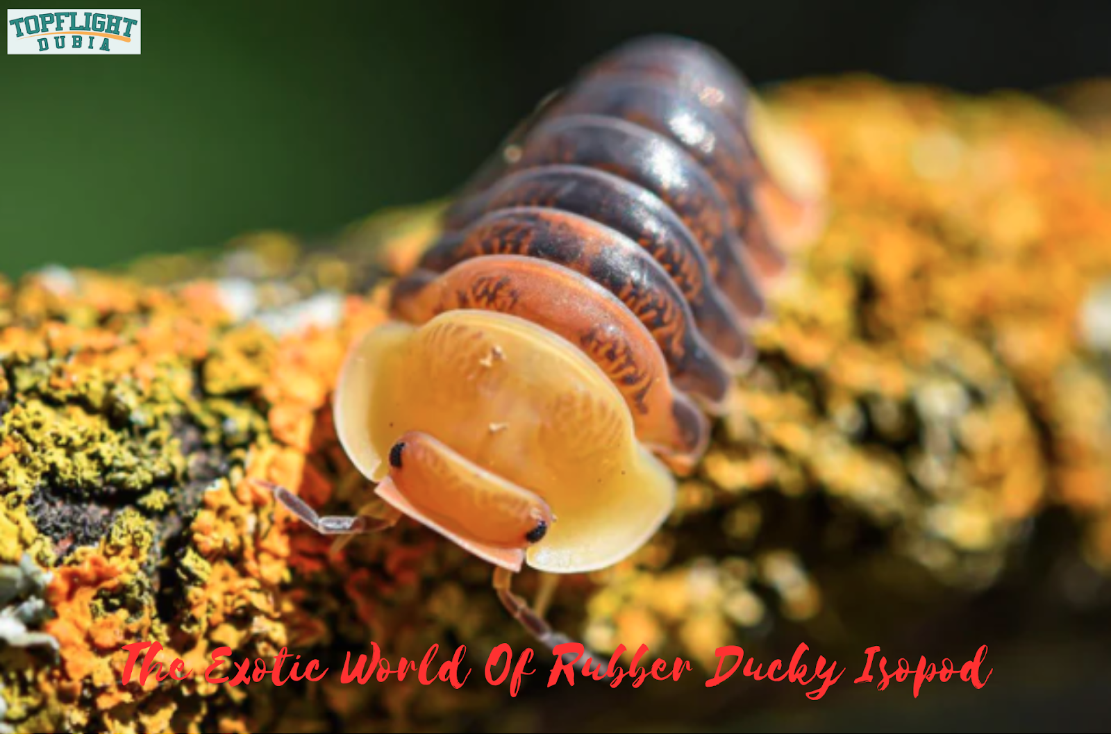 Rubber Ducky Isopod Care Guide | TopFlight Dubia - TopFlight Dubia