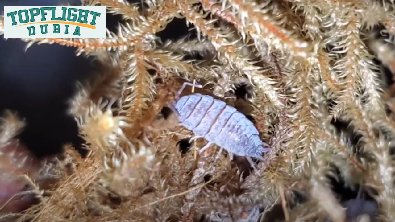 Powder Blue Isopods: A Complete Care Guide by TopFlight Dubia ...