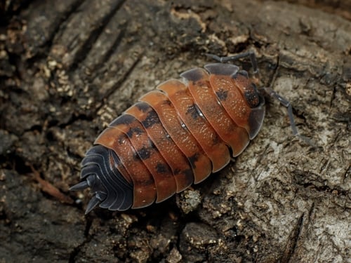 Lava Isopod Care: Everything You Need To Know - TopFlight Dubia
