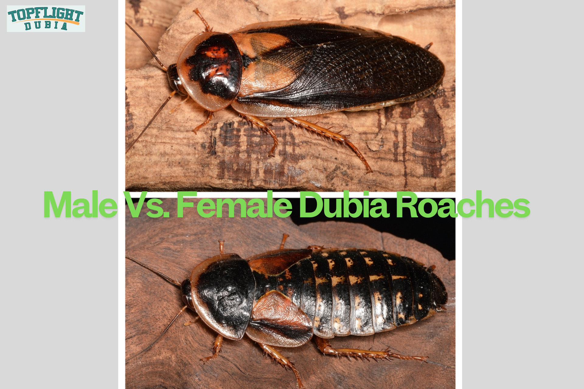 Male Vs. Female Dubia Roaches - TopFlight Dubia