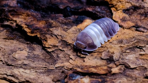 Panda King Isopod - TopFlight Dubia