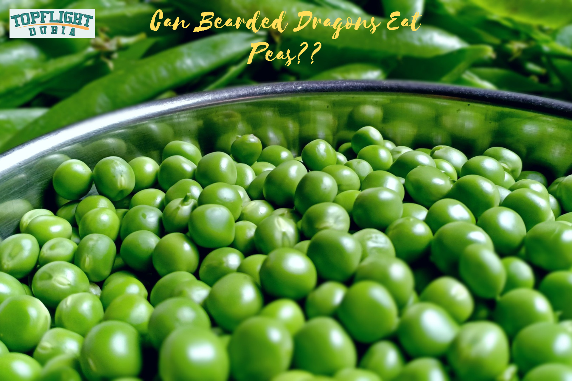 Can Bearded Dragons Eat Peas? A Guide To Peas In Your Dragon's Diet ...