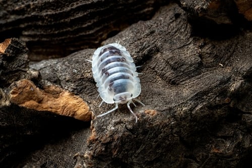 Powder Blue Isopods - TopFlight Dubia