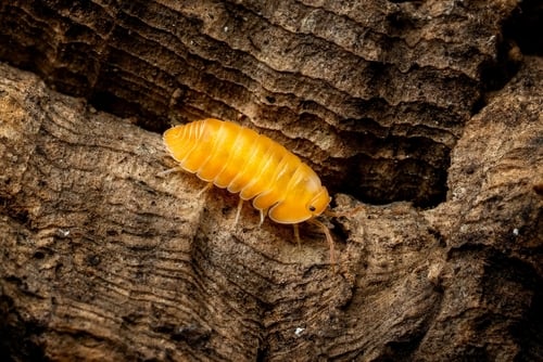 Powder Orange Isopods - TopFlight Dubia