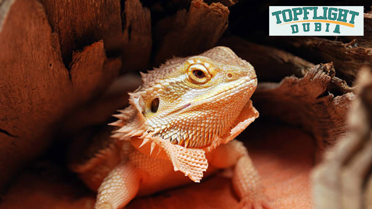 Bearded Dragon’s Shedding Care Guide | TopFlight Dubia - TopFlight Dubia