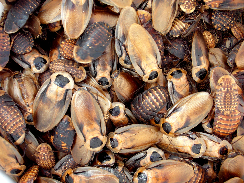 The Incredible World Of Discoid Roaches - TopFlight Dubia