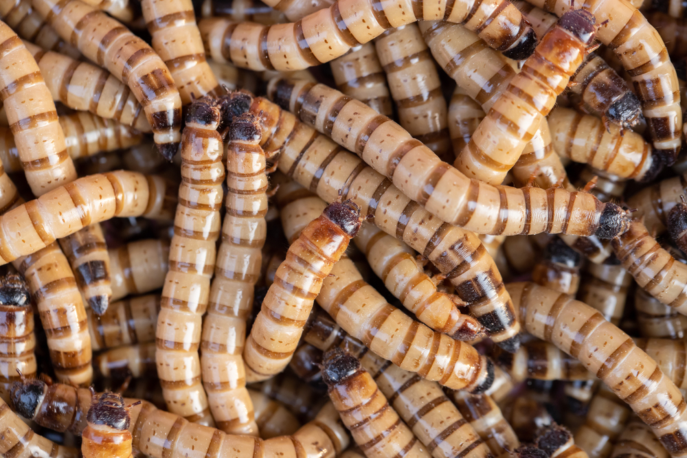 A Step By Step Guide To Superworm Breeding - TopFlight Dubia