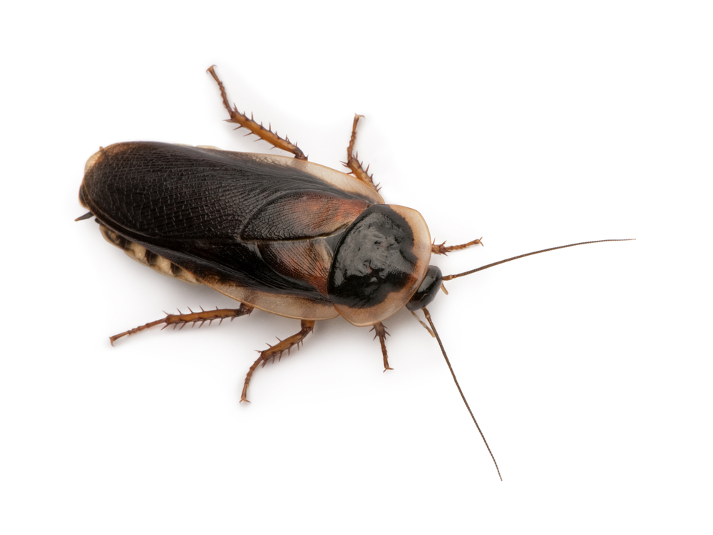 Can Dubia Roaches Fly: All You Need to Know - TopFlight Dubia