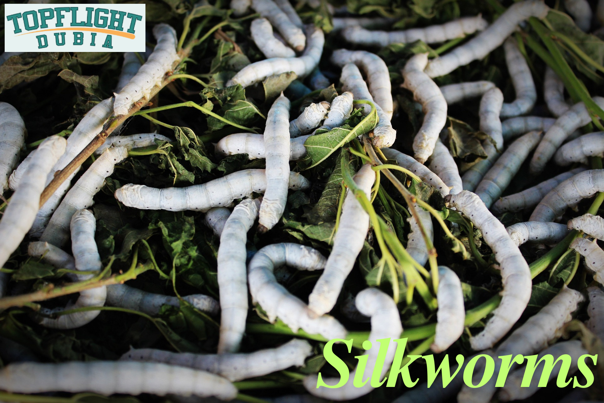 A Comprehensive Guide About Silkworms: Nutritious & Delicate Treat For ...