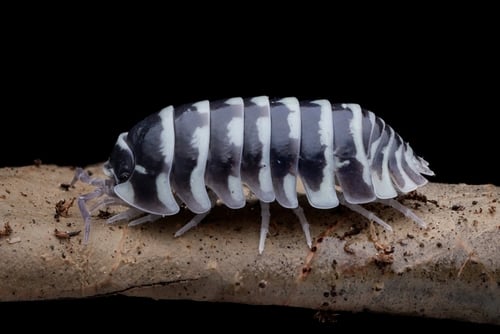 Zebra Isopod - TopFlight Dubia