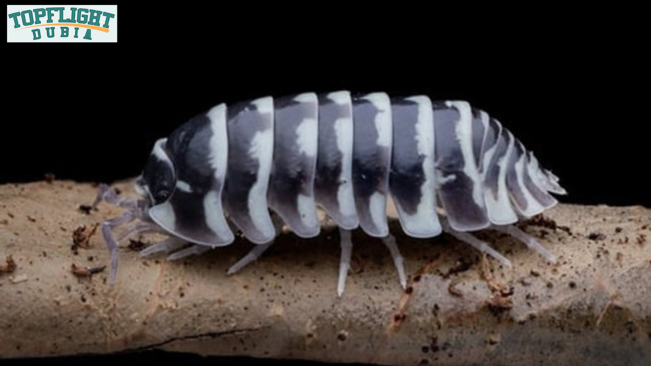 All About Zebra Isopods - TopFlight Dubia