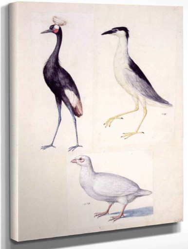 Black Crowned Creame, Night Heron, Albino Partridge By Giuseppe ...