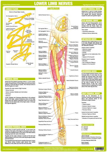 Lower Limb Nerves Anterior Podiacare Ltd Lower Limb Nerves Anterior Podiacare Ltd