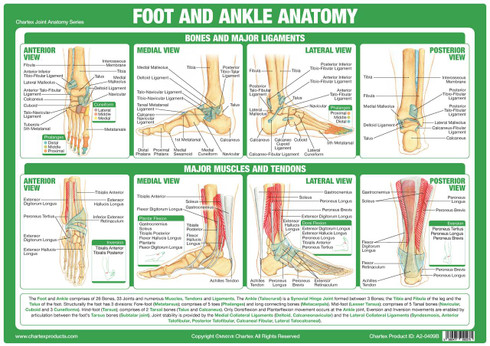 M6027 - FOOT AND ANKLE ANATOMY - Podiacare Ltd