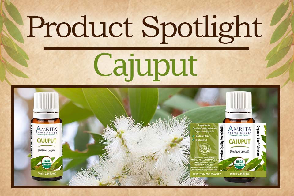 Product Spotlight: Cajuput - Amrita Aromatherapy | Amrita Aromatherapy