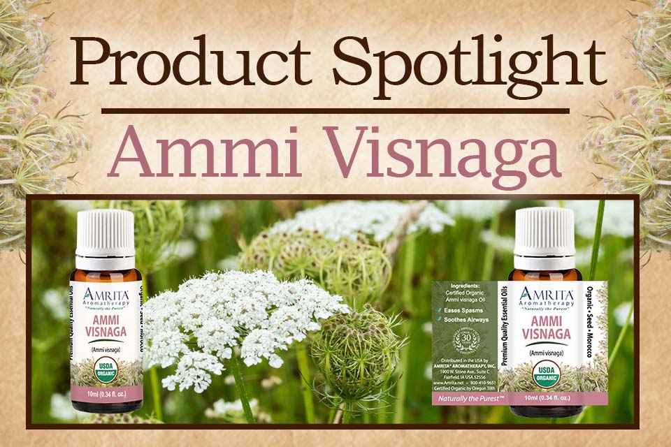 Product Spotlight: Ammi Visnaga - Amrita Aromatherapy | Amrita Aromatherapy