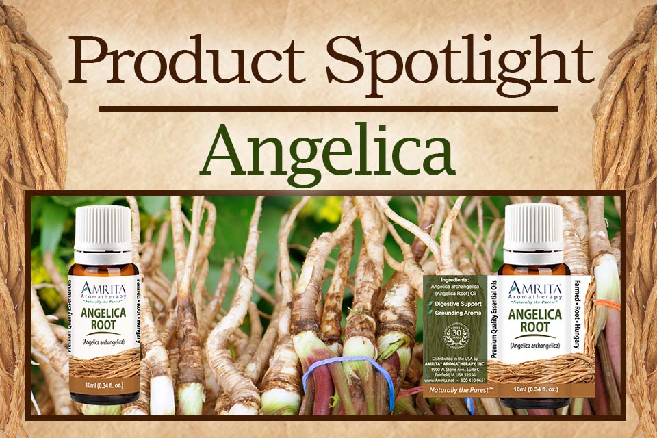 Product Spotlight: Angelica Root - Amrita Aromatherapy | Amrita ...